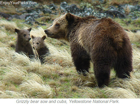 Facts About Yellowstone Park - Enjoy Your Parks